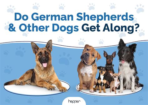 Do German Shepherds Get Along With Other Dogs Compatibility Facts