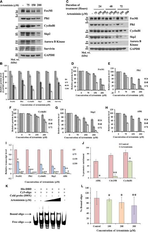 Artemisinin Mediates Its Tumor Suppressive Activity In Hepatocellular