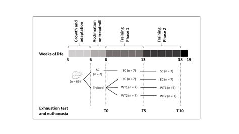 Experimental Design Download Scientific Diagram