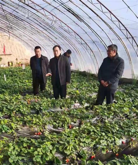 延安市志丹县顺宁镇发展特色农业 让农民富起来 丝路中国 中国网
