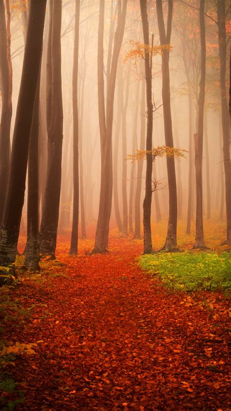 Top 999 Forest Iphone Wallpaper Full Hd 4k Free To Use