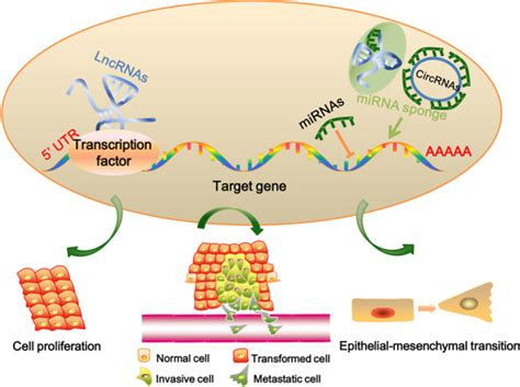 Epitranscriptomics And Epiproteomics In Cancer Drug Resistance
