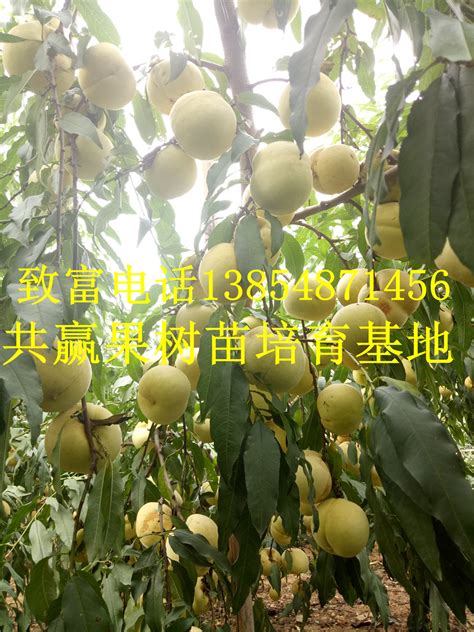 秋天的桃树图片 桃树的图片 秋天的图片 第3页 大山谷图库