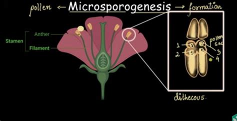 Draw A Labelled Diagram And Explain Microsporogenesis In Flowering Plants