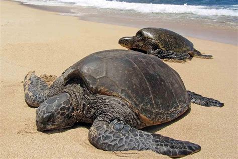 Tripadvisor Sukamade Turtle Land Beach 2d1n Provided By East Java