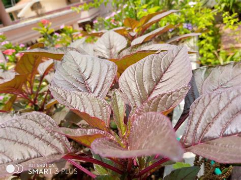 Infinix Smart S Plus Rear Camera Review With Samples Techphlie