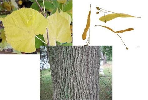 Tree ID 2 Flashcards Quizlet Tree ID 2 Flashcards Quizlet