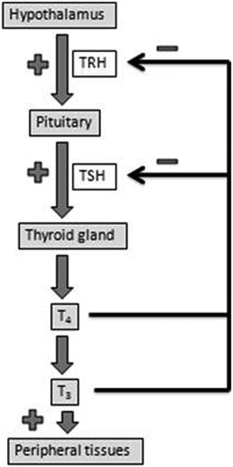 Iodine Regulation Of Thyroid Hormones At Alison Mclemore Blog