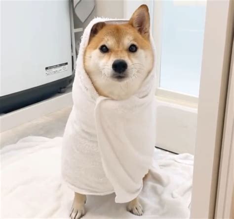 お風呂で洗われる柴犬が『石油王になるまで』を撮影した動画に反響！「最後のおすわりが可愛すぎる」