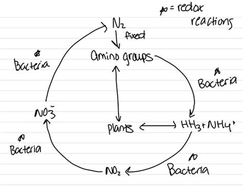 Bio Two Exam 2 Flashcards Quizlet