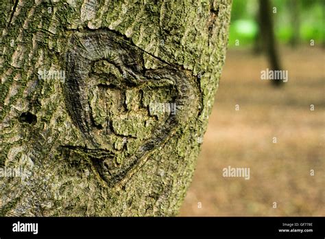 Love Heart Engraved Into Tree In A Woodland Stock Photo Alamy