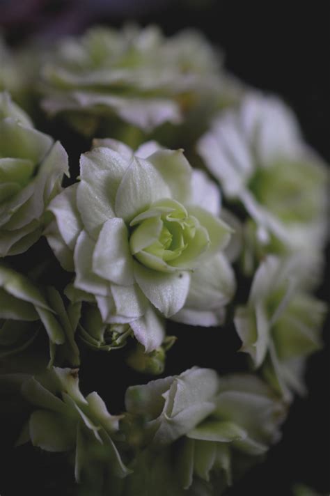 Безплатна снимка цвят растение цвете венчелистче зелен ботаника хортензия макро