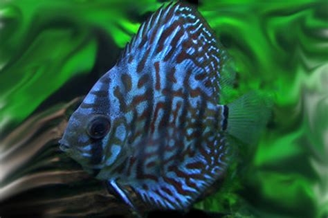 Blue Aqua Discus Fish