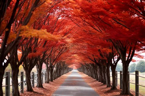 公园里的枫叶高清图片下载 正版图片600731313 摄图网