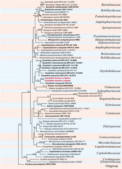 raxml tree of oxydothis and related genera based on a combined its lsu