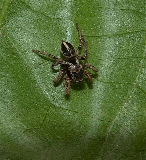 Habronattus Orbus Habronattus Orbus Picture Insect