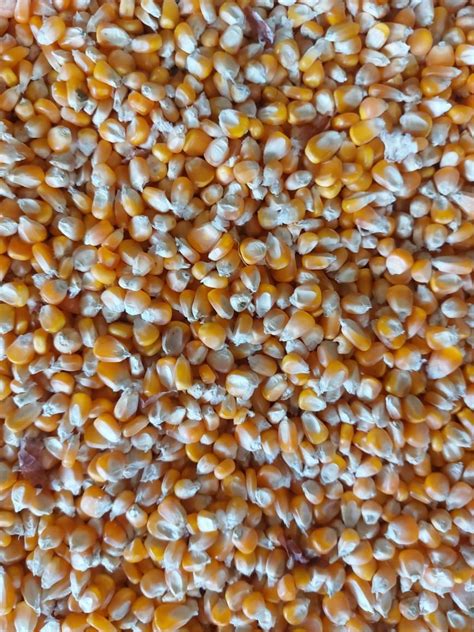 Yellow Corn Yellow Corn For Animal Feed Cucu Sumirat Posted On The