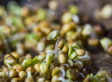 香菜微绿芽的特写镜头。新生活概念。近距离观察生长的微绿芽。种子发芽在家。素食和健康的饮食。发芽的种子