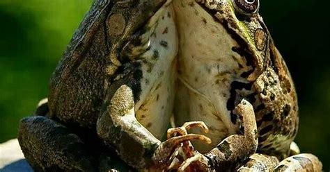 Froggy Love Imgur