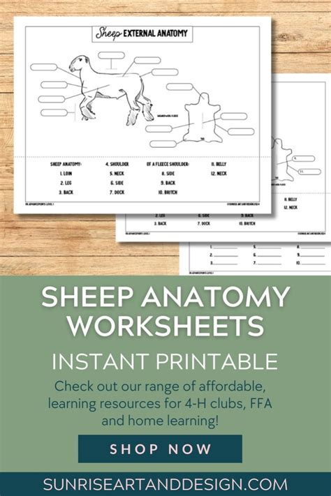 Printable Sheep External Anatomy Level 1 Etsy