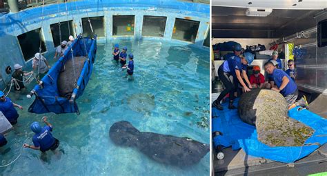 Captive Manatees Finally Leave Tourist Park After 65 Years