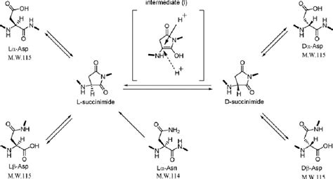 Possible Reaction Pathways For Spontaneous Isomerization Of Asp And