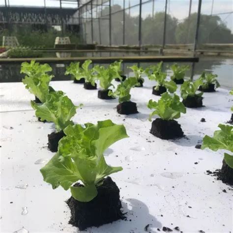 styrofoam dwc floating raft system agricultural raft systems floating