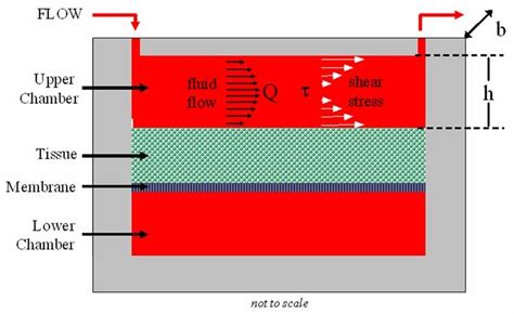 1 Schematic Of Bioreactor Flow Configuration The Bioreactor Consists Download Scientific