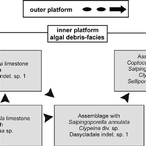 Oscillatoria Occurrence Thallus Structure And Reproduction