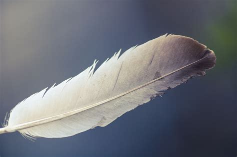 Significado Espiritual De Encontrarnos Una Pluma En El Camino Ignis