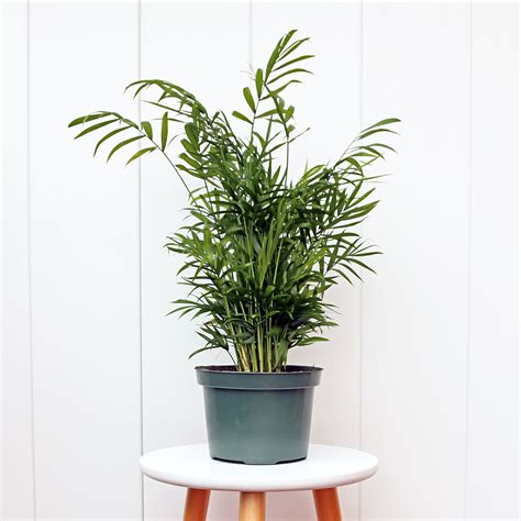 Live 6” Pot Parlor Palm Chamaedorea Elegans Palm Tree Houseplant