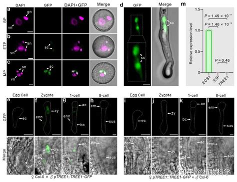 Nature 武汉大学孙蒙祥教授团队揭示植物父本起源基因调控胚根干细胞发育的分子机制 知乎