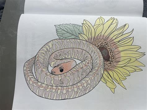 Last Completed Piece Woma Python With Sunflower Done With Castle Arts