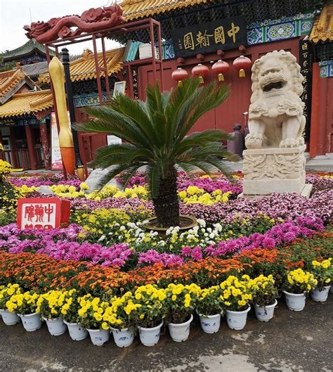 菊の見頃なのに龍亭公園清明上河園など中国河南省開封市の主要観光地は軒並み営業停止中第40回開封菊花文化祭菊祭り開催中 ぱきらの