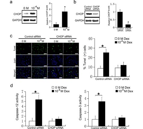 A Mc3t3 E1 Cells Were Treated With 0 Or 10 −4 M Dex And The Expression