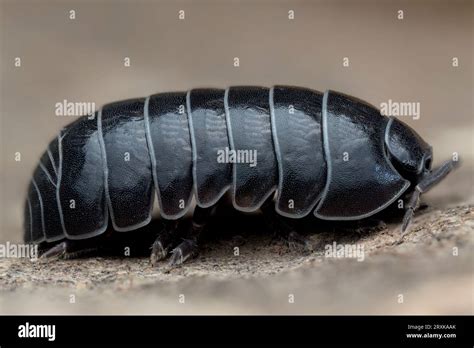 Pill Woodlouse Armadillidium Vulgare Tipperary Ireland Stock Photo