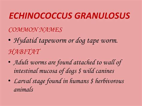 Ppt Hymenolepis Diminuta Echinococcus Granulosus Echinococcus Multilocularis Powerpoint