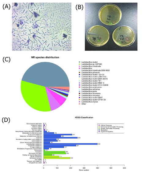 Identification Of Bacteria A Gram Staining Is Positive 200× B