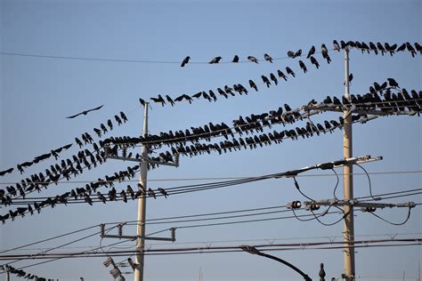 Crows Raven Flock Murder Of Free Photo On Pixabay Pixabay