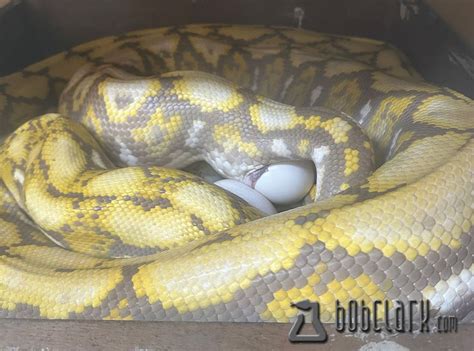 Aztec X Mochino Citrus Tiger Reticulated Python Laying Eggs This Morn