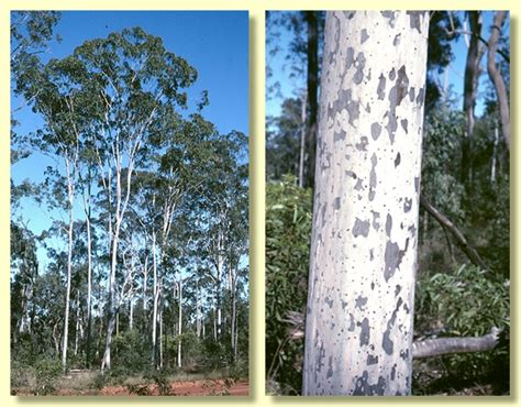 Corymbia Citriodora