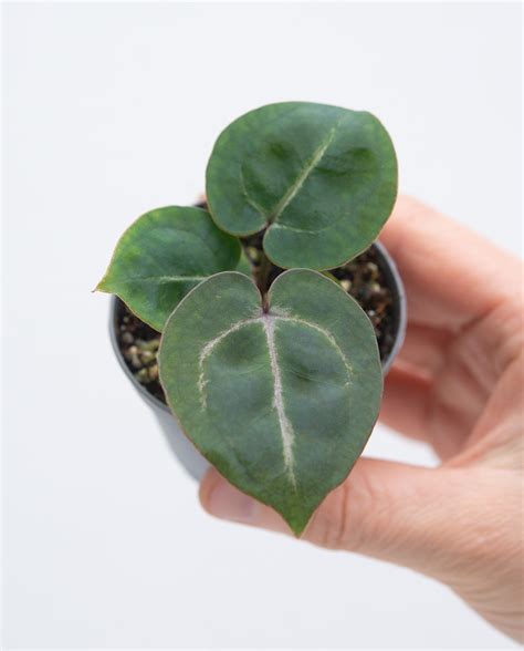 Anthurium Red Crystallinum Tezula 1 X 2 Online Kaufen Farnwerk