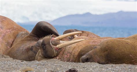 11 Fun Facts About Animals With The Most Unusual Sleeping Habits Goodnet