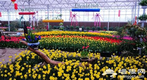 春节赏花唯有郑州绿博园迎新春郁金香展 河南旅游资讯 墙根网