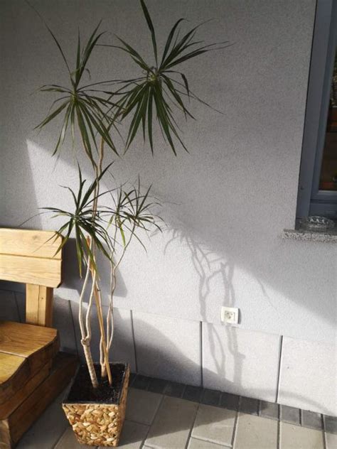 Dracaena Marginata Zmajevka Zmajevo Drevo