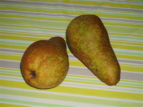 Care Of Concorde Pear Tips For Growing Concorde Pears At Home