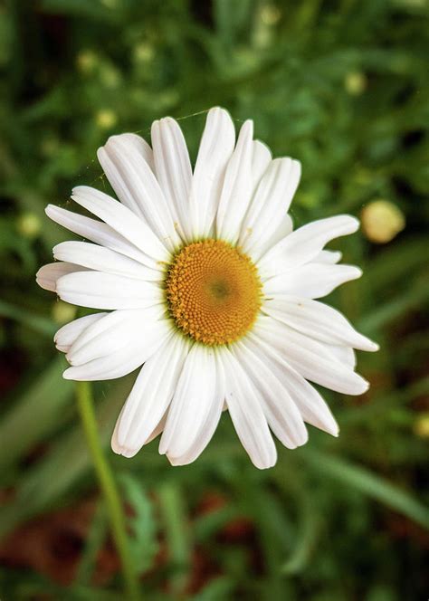 Hamptons Daisy Photograph By Alesia Kaye Stein Fine Art America
