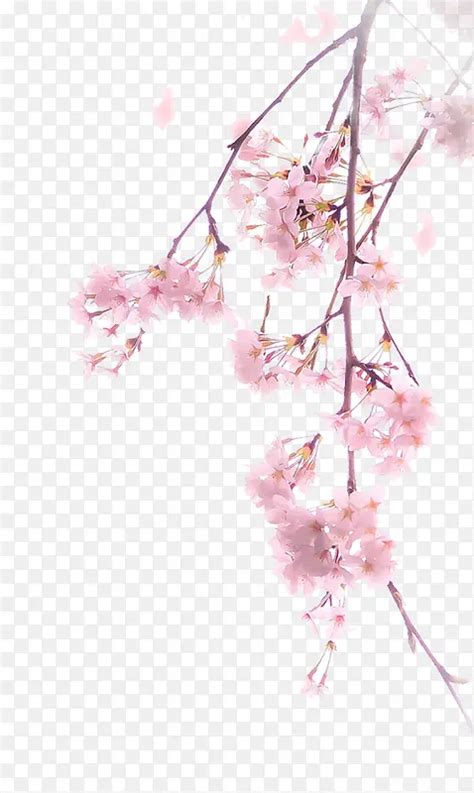 一枝樱花免抠素材PNG图片素材下载 图片编号yvnprzay 免抠素材网