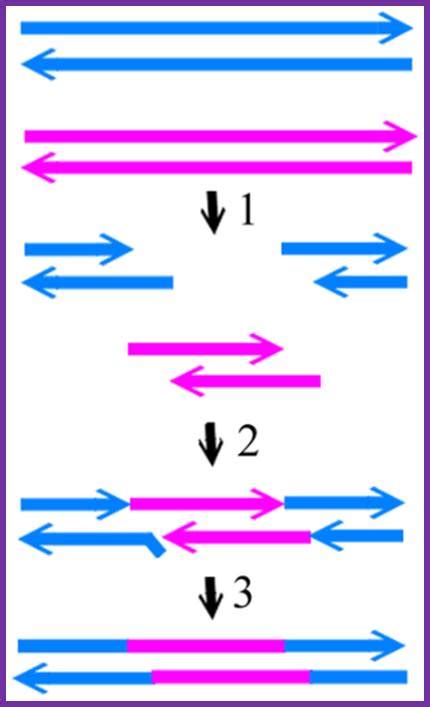 Prokaryotic Dna Replication13 T7 Phage Dna Replication1