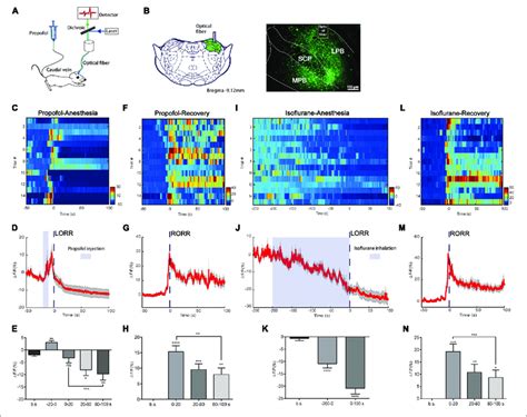 Neural Dynamics Of Parabrachial Nucleus Pbn In Response To Propofol